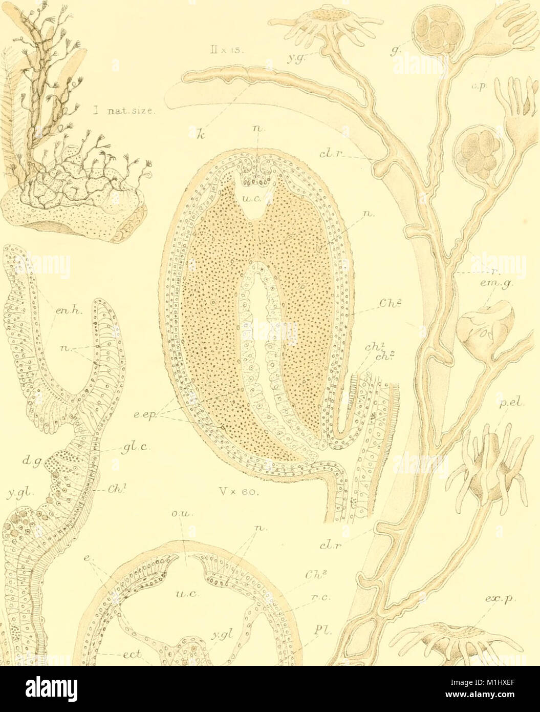 African invertebrates - a journal of biodiversity research (1906-1908 ...