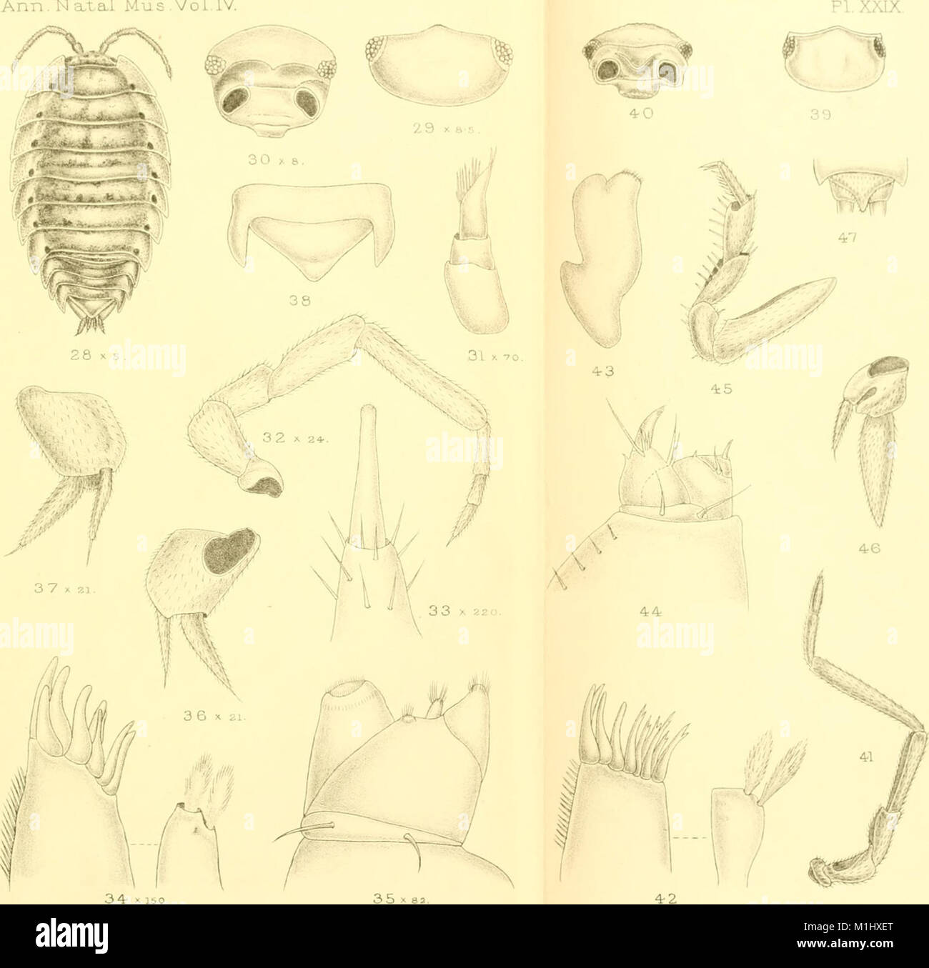 African invertebrates - a journal of biodiversity research (1919-1924 ...