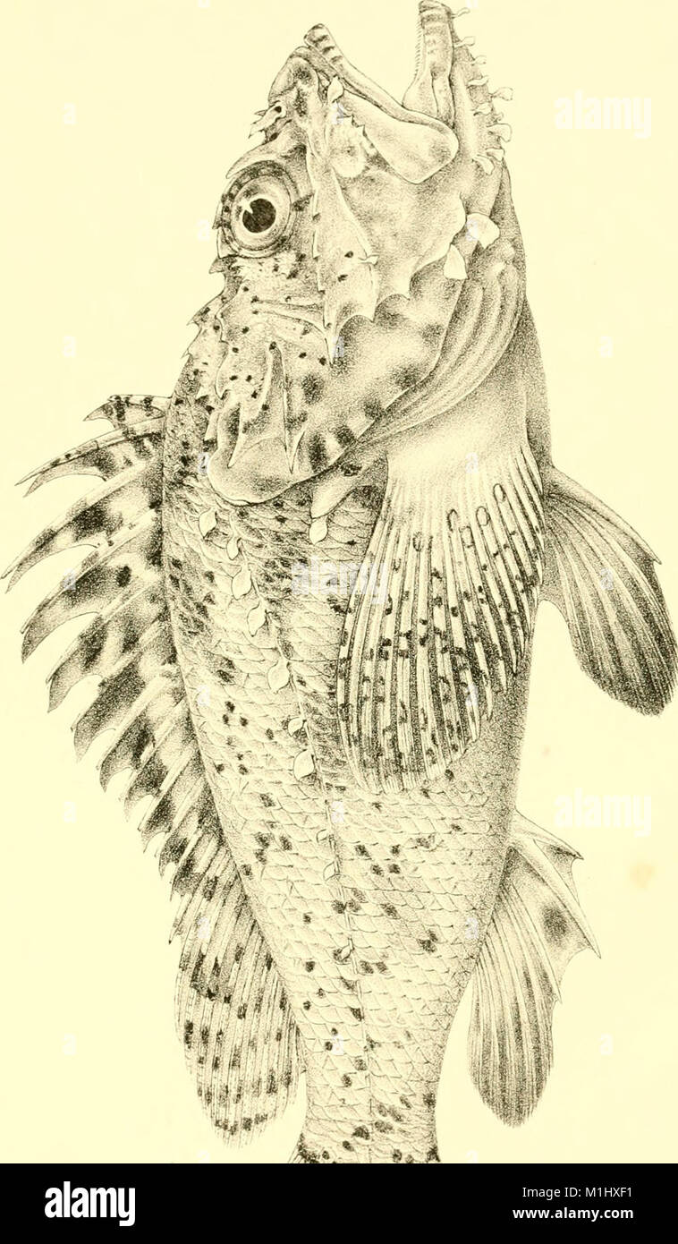 African invertebrates - a journal of biodiversity research (1906-1908 ...