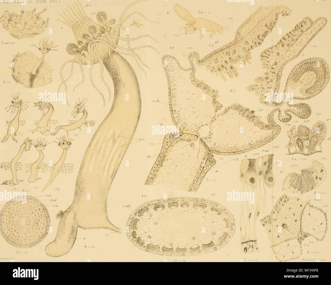 The 'African Invertebrates' journal (1906-1908) covers biodiversity ...