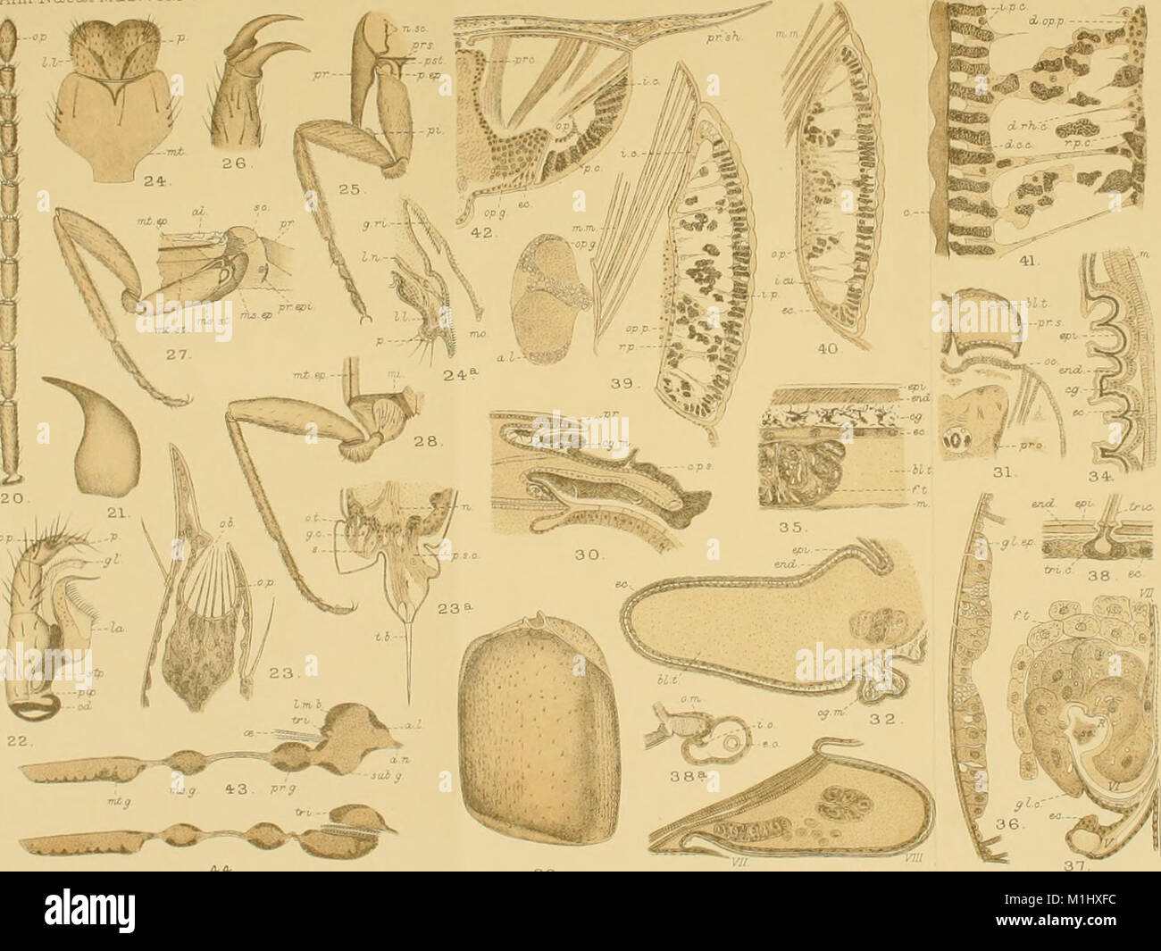 'African Invertebrates' (1919-1924) is a journal dedicated to the study ...