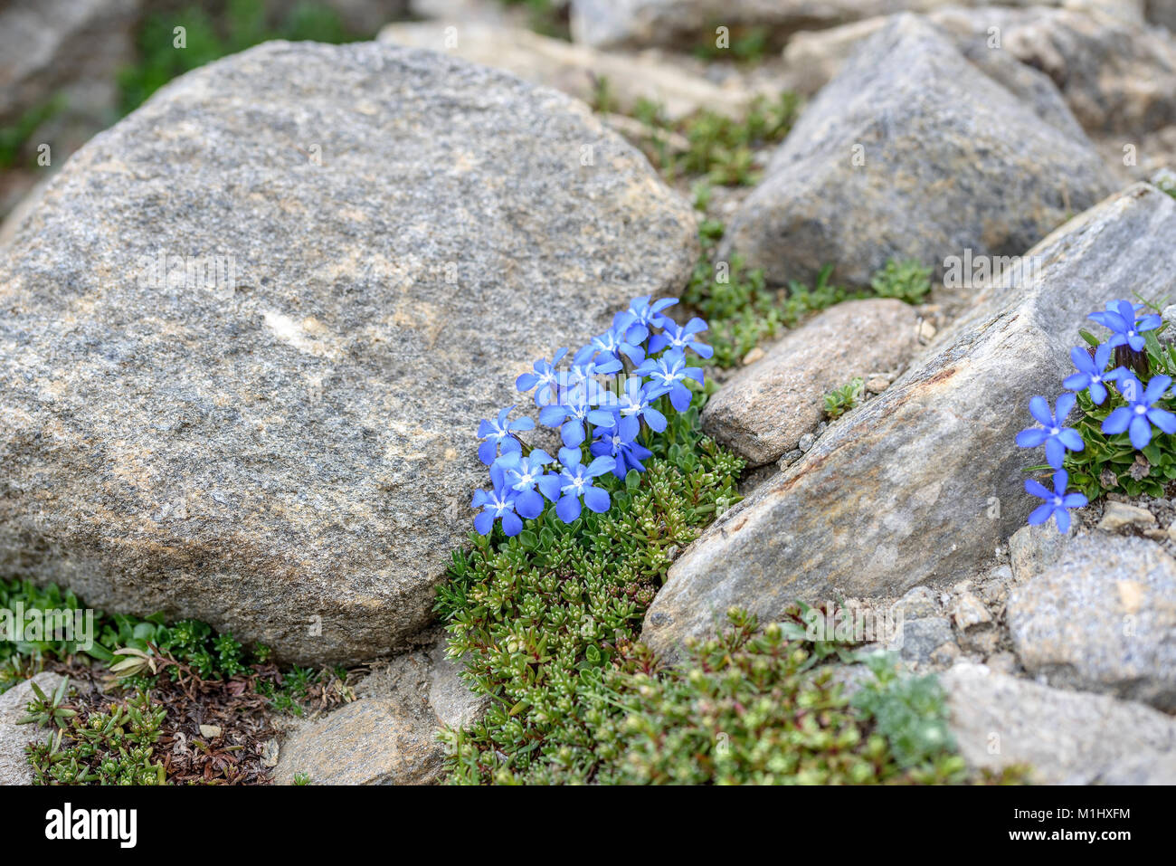 Enzian shrub hi-res stock photography and images - Alamy