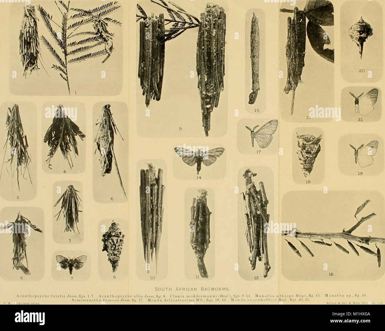 The 'African Invertebrates' journal (1919-1924) publishes research on ...