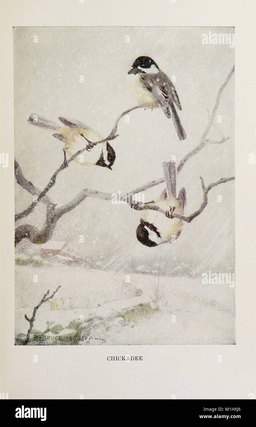 'A Year with the Birds' (1917) offers a detailed observation of bird ...