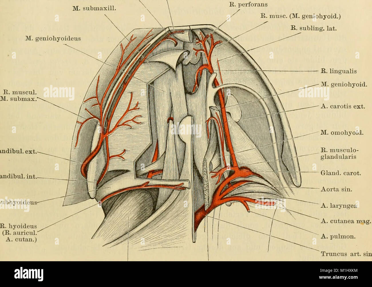 This 1899 text on frog anatomy provides detailed descriptions of the ...