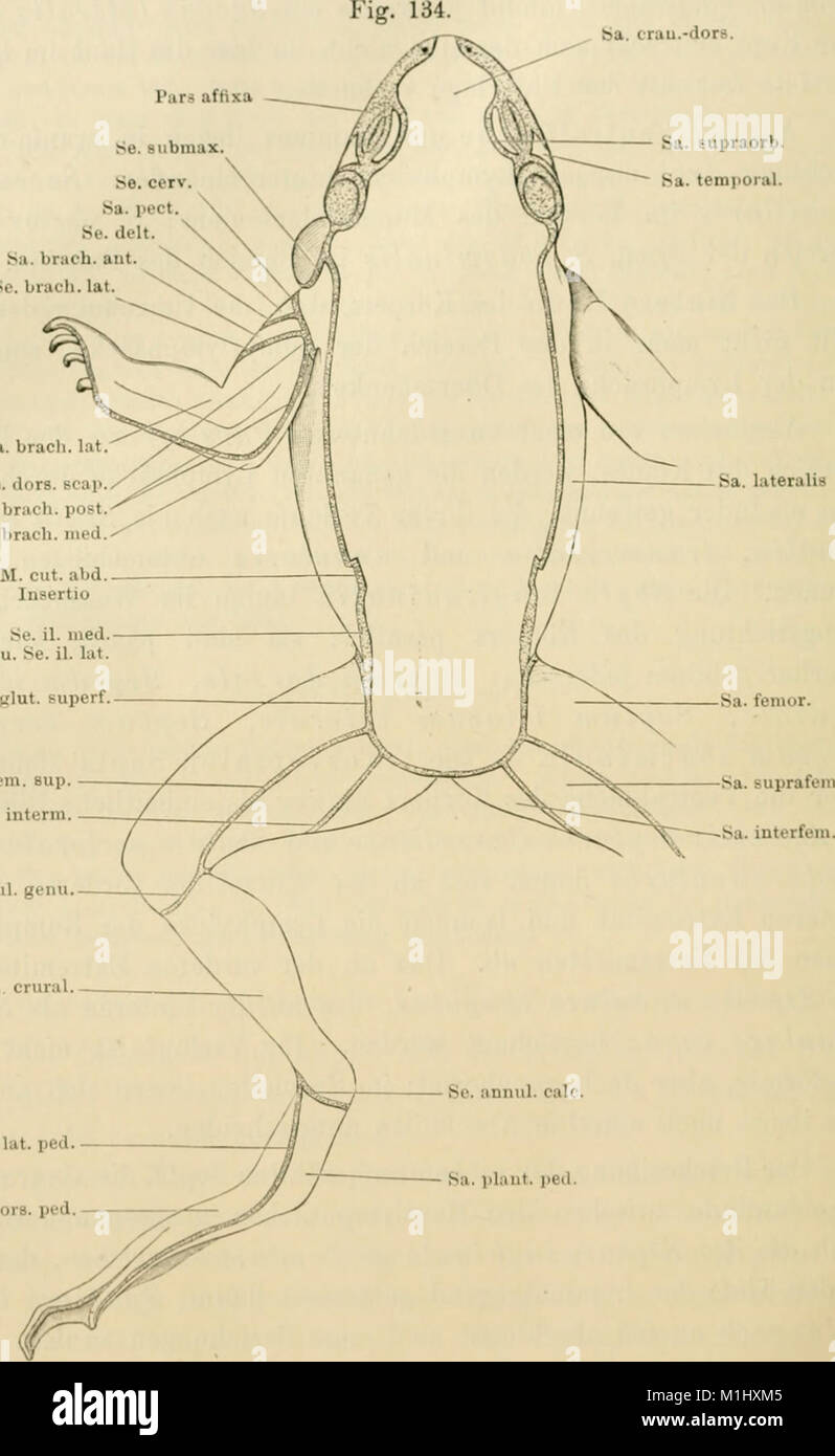 *Anatomie des Frosches* (1899) is a scientific text focused on the ...