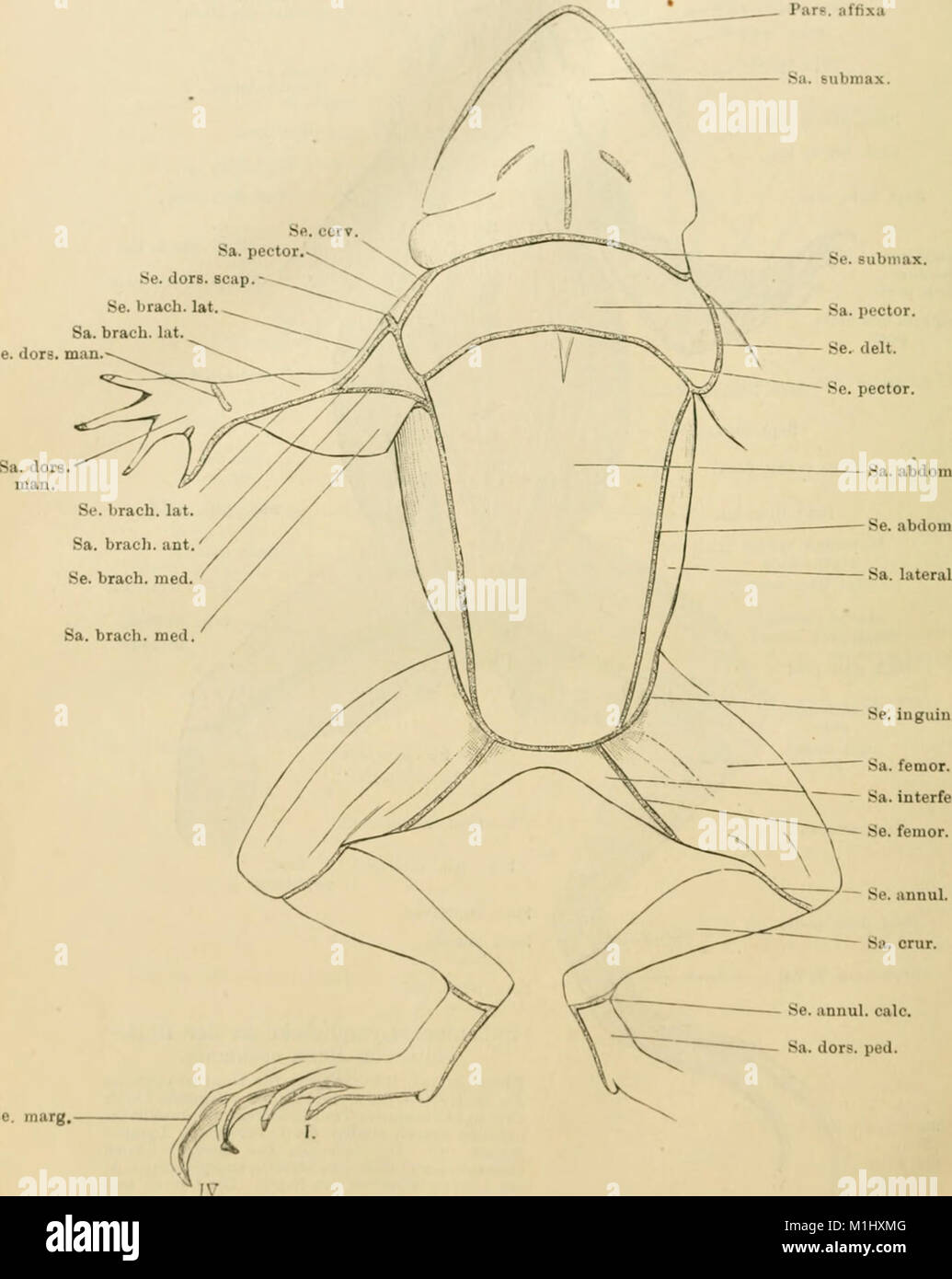 *Anatomie des Frosches* (1899) is a detailed study of frog anatomy ...