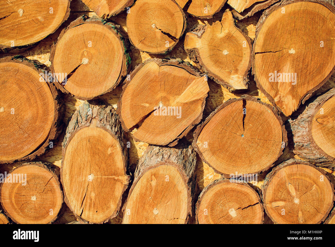Large circular piece of wood cross section with tree ring texture ...