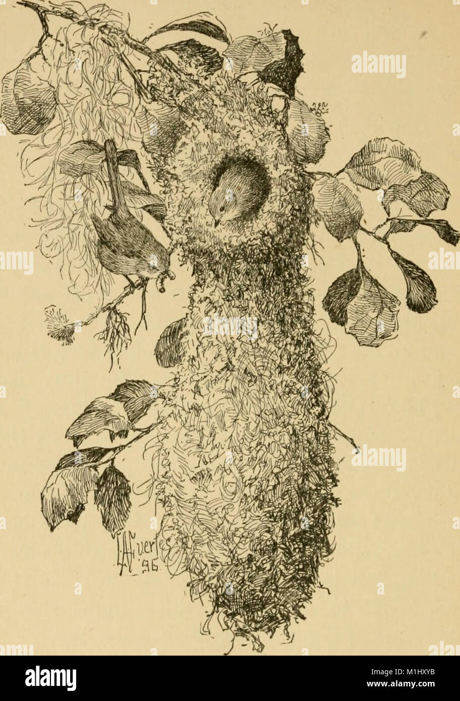 *A-birding on a Bronco* (1896) recounts a Western adventure story of ...