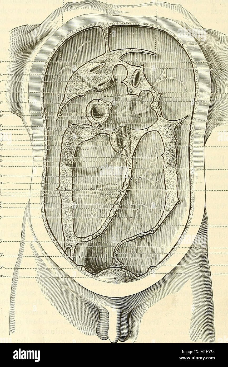 Anatomy, descriptive and surgical (1897) (14578436110 Stock Photo - Alamy
