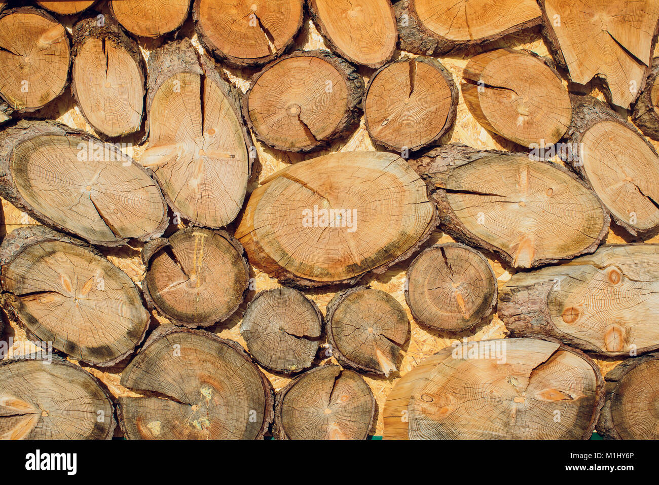 Large circular piece of wood cross section with tree ring texture ...
