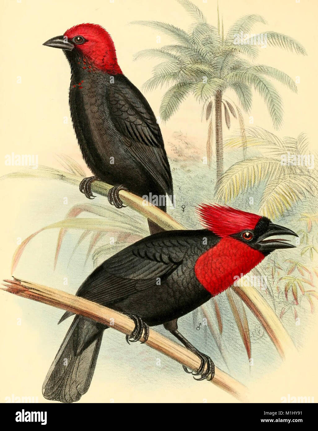 This 1888 monograph focuses on the weaver-birds (Ploceidae) and finches ...