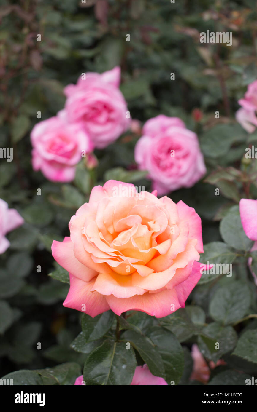Blooming beautiful colorful roses in the garden background Stock Photo ...