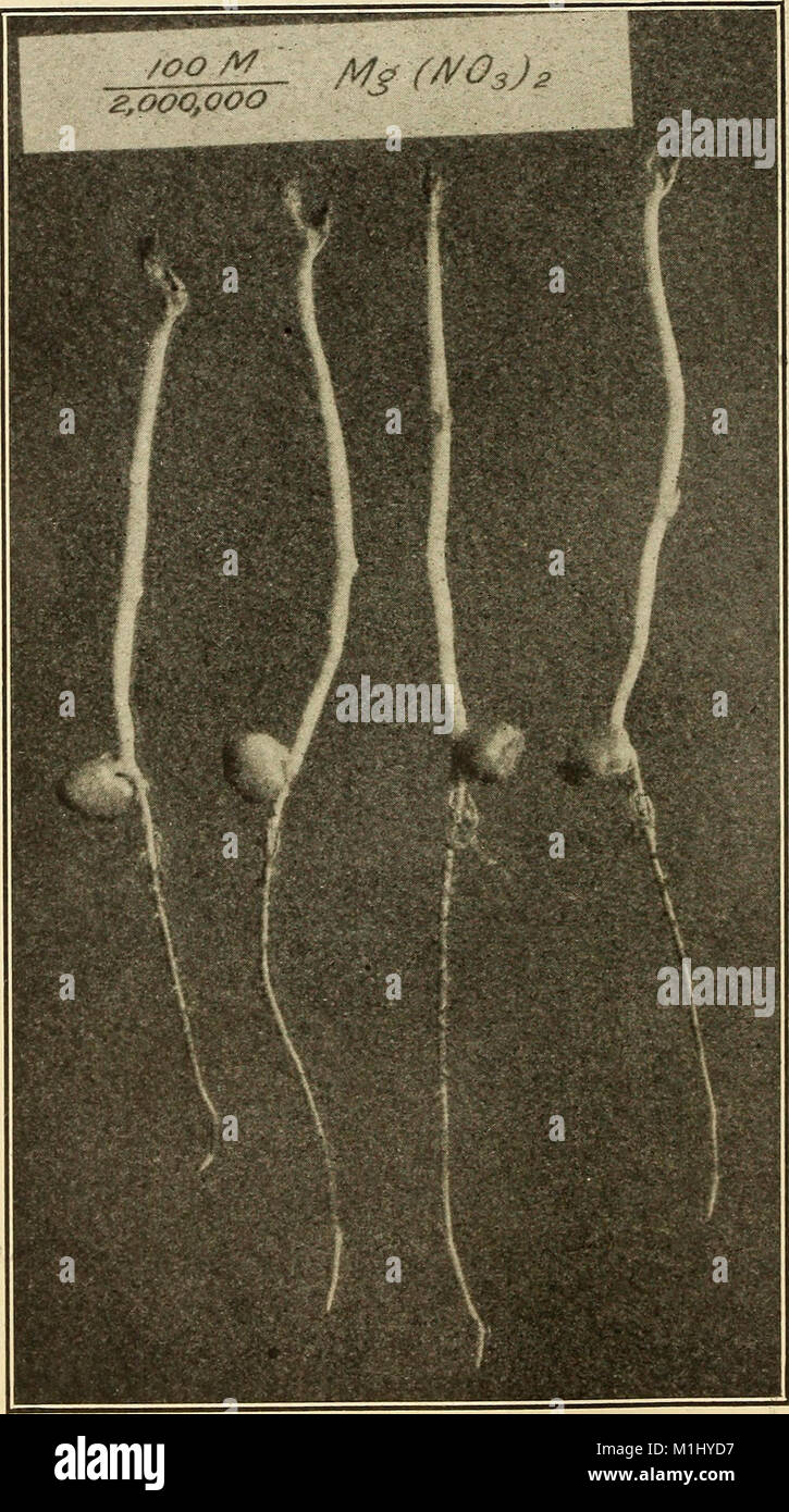 Absorption and excretion of salts by roots, as influenced by ...