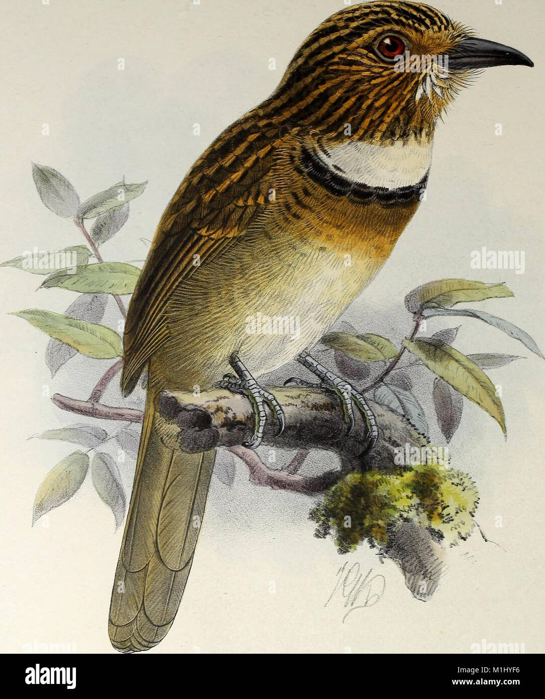 This 1882 monograph examines the jacamars and puff-birds, two bird ...