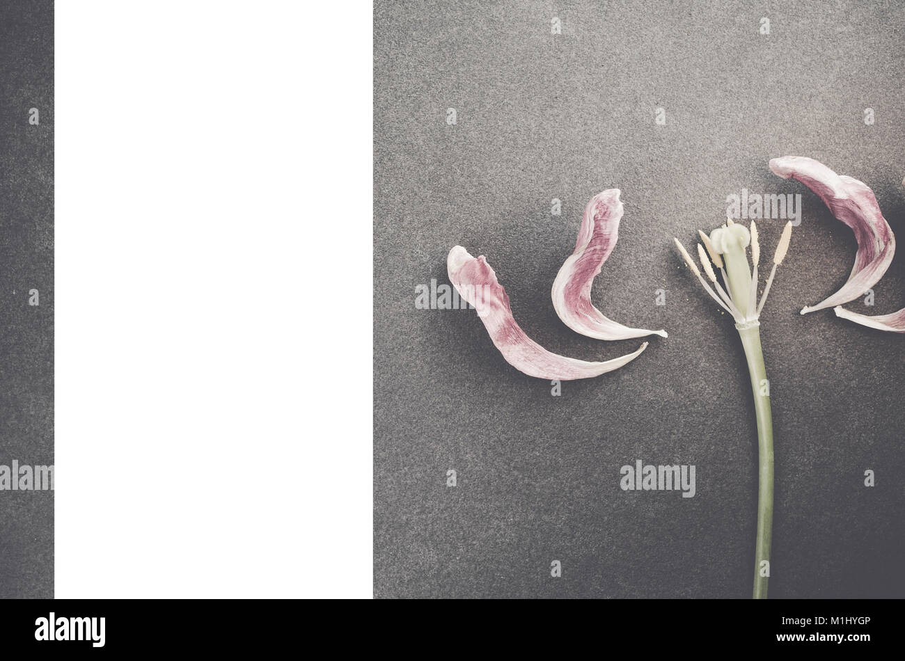 faded tulip flower head on a dark surface - still life with colored ...