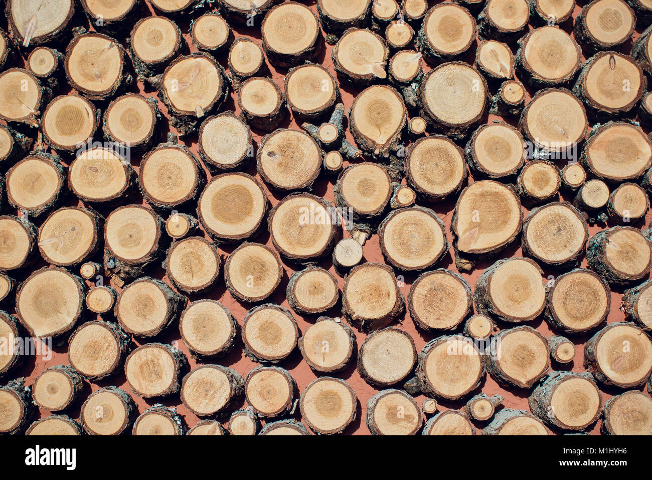 Large circular piece of wood cross section with tree ring texture ...