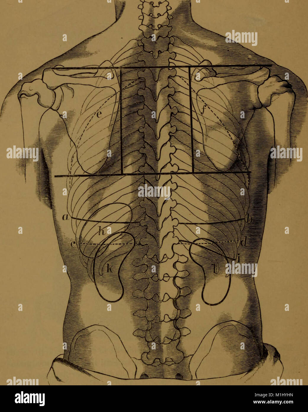 A manual of auscultation and percussion - embracing the physical ...