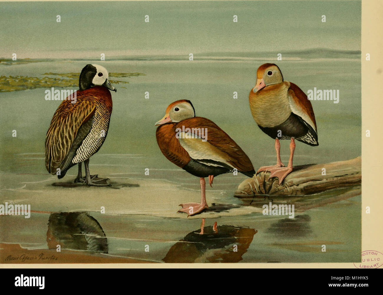A natural history of the ducks (1922) (14764619872 Stock Photo - Alamy