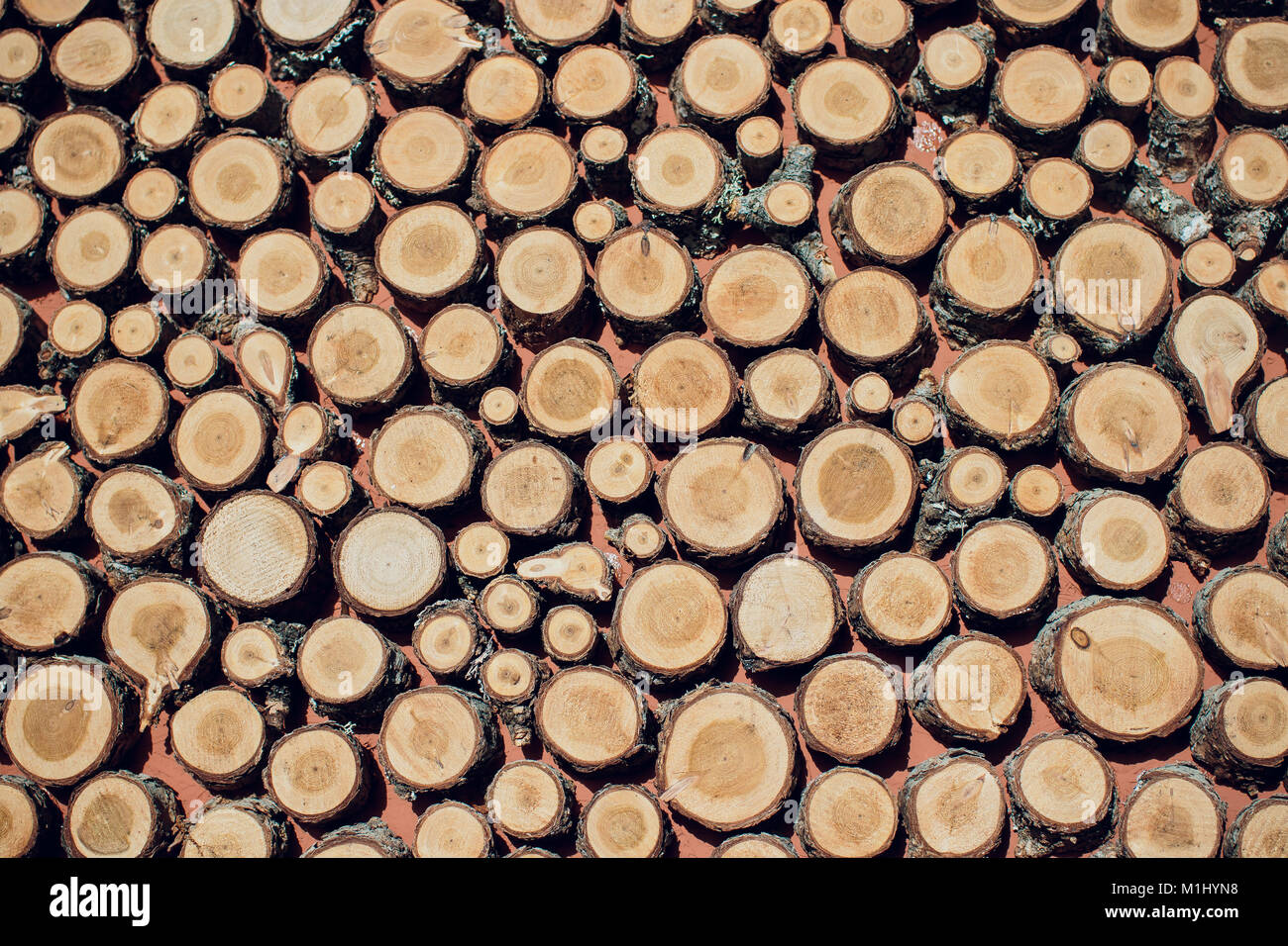 Large circular piece of wood cross section with tree ring texture ...