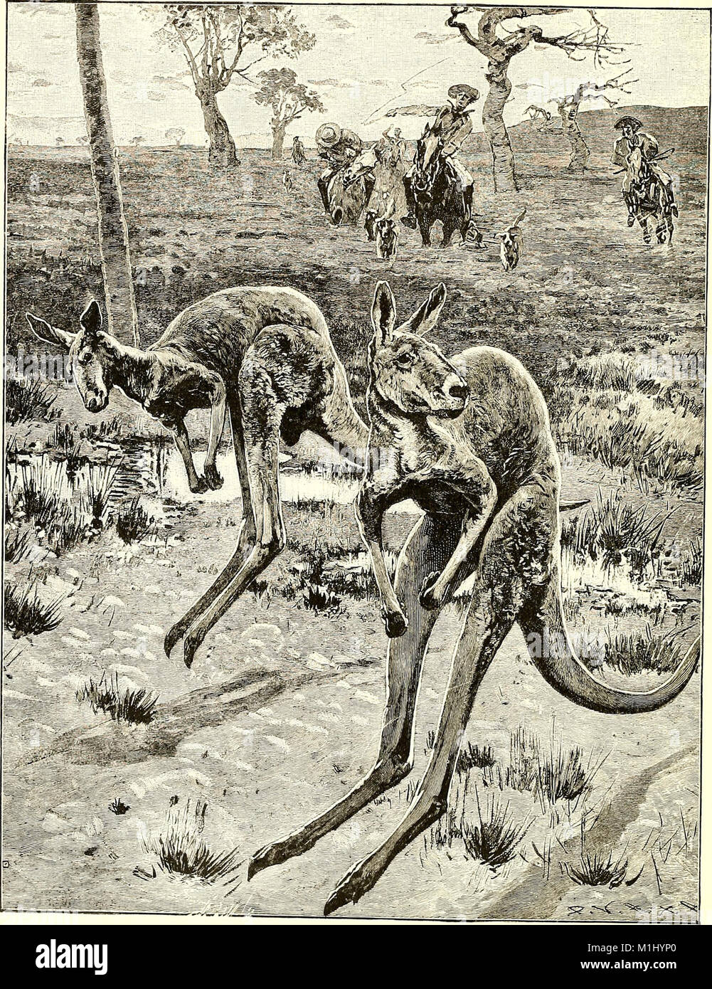 'All About Animals' (1900) presents fascinating facts, stories, and ...