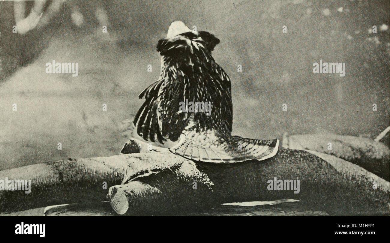 A history of the game birds, wild-fowl and shore birds of Massachusetts ...