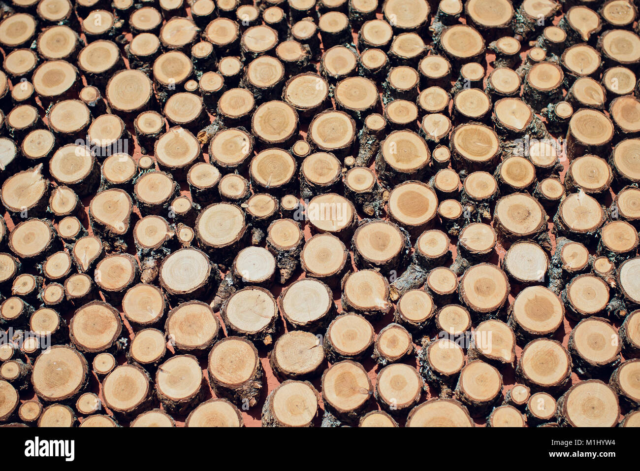 Large circular piece of wood cross section with tree ring texture ...