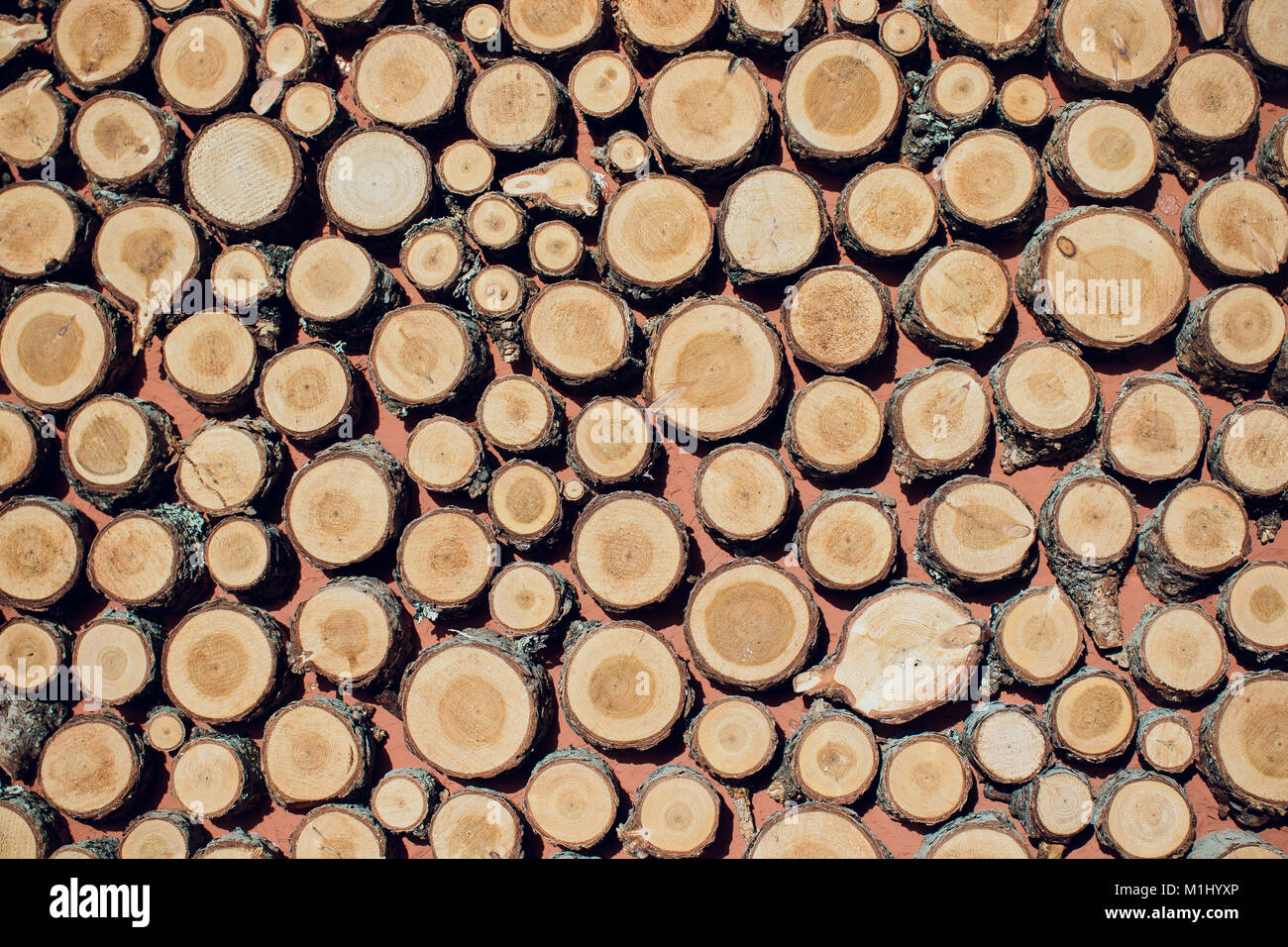 Large circular piece of wood cross section with tree ring texture ...
