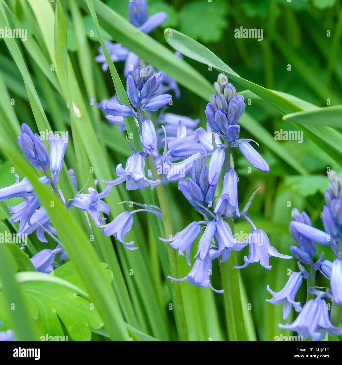 Hyacinthoides hispanica (Spanish Hare Bells), Spanisches Hasenglöckchen ...