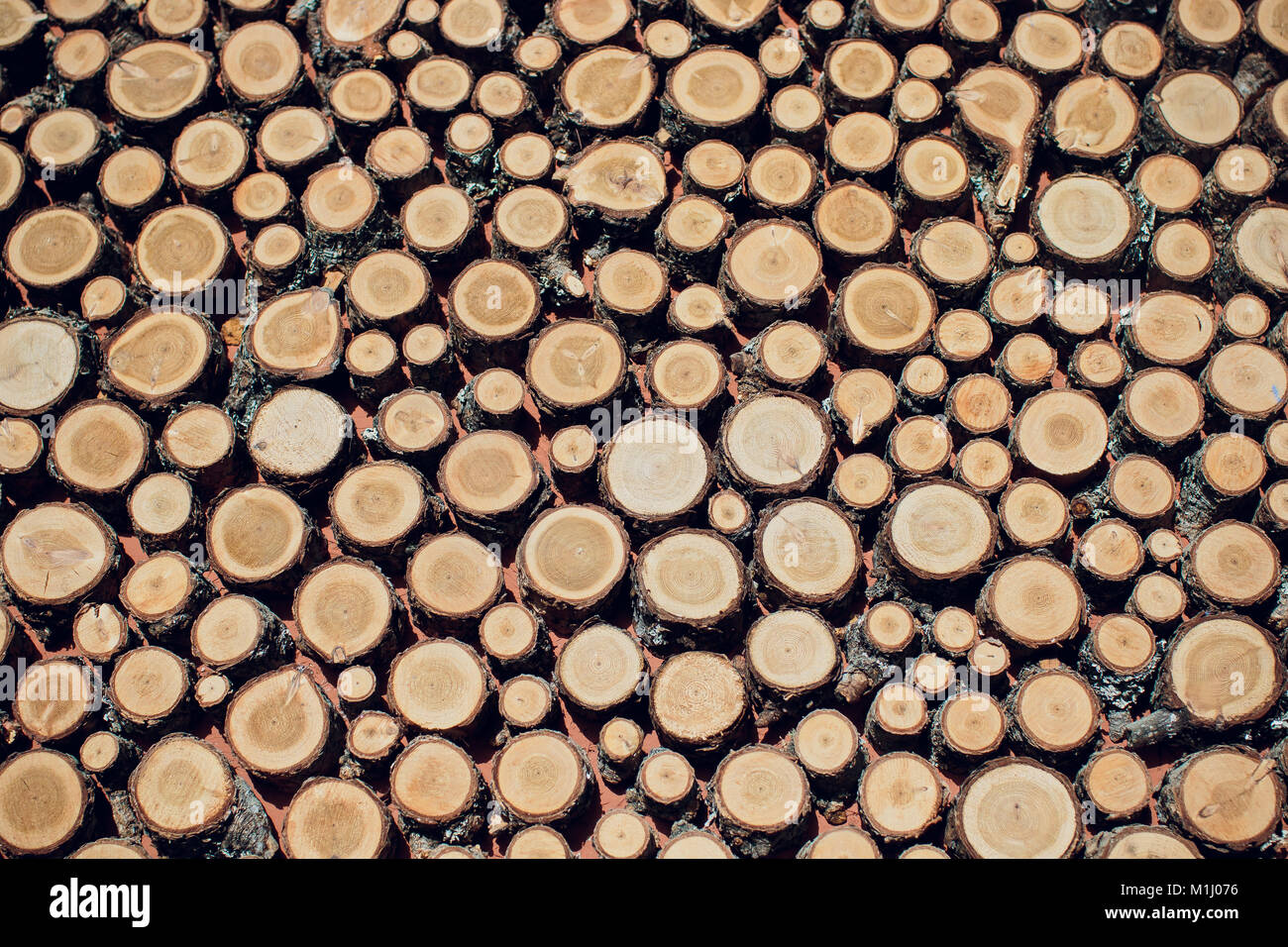 Large circular piece of wood cross section with tree ring texture ...