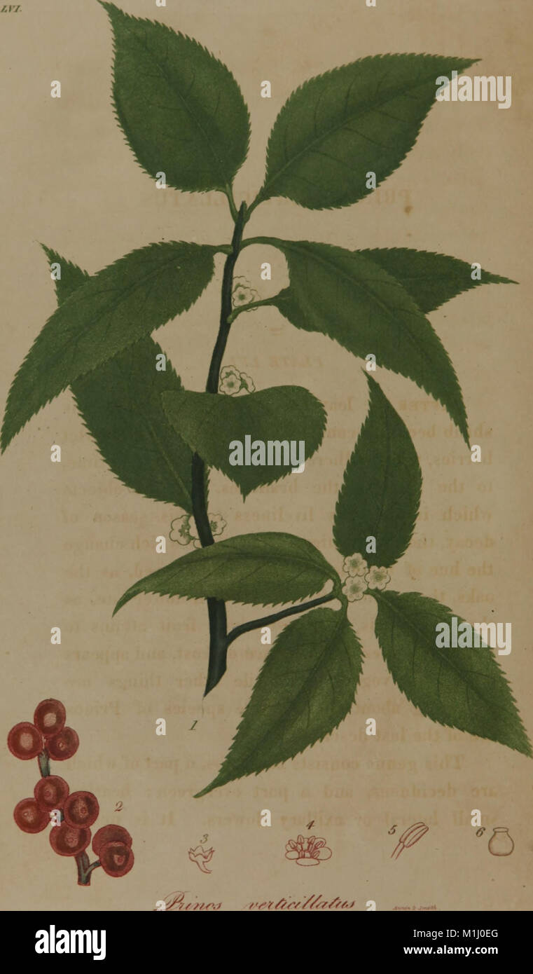 American medical botany- being a collection of the native medicinal ...