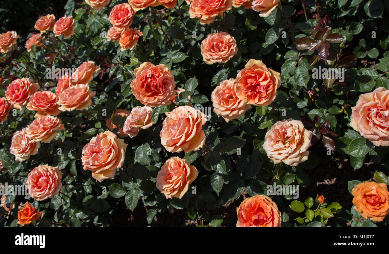 Blooming beautiful colorful roses in the garden background Stock Photo ...