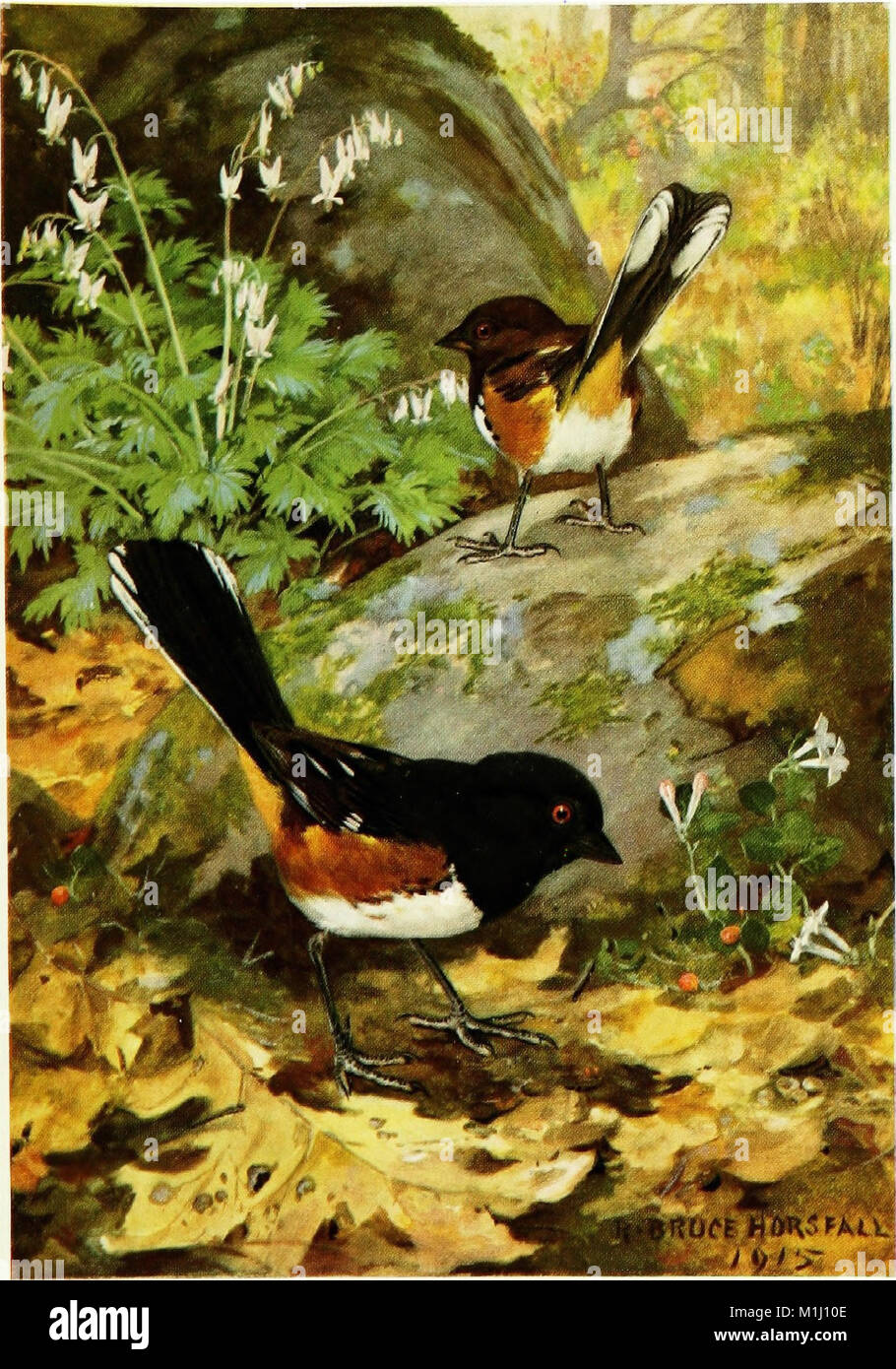 'A Year with the Birds,' published in 1916, documents a year-long study ...