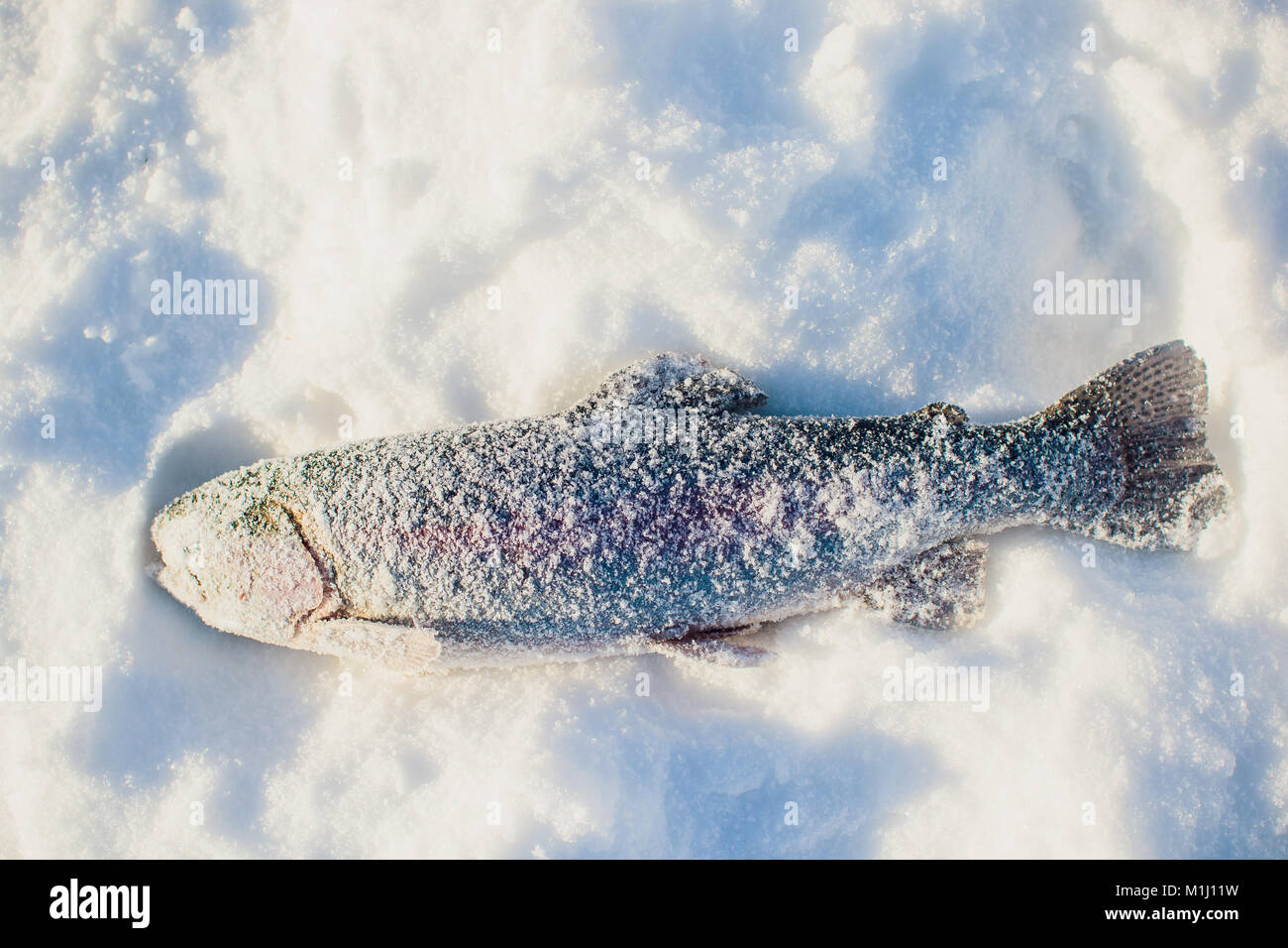 A fisherman's success on a cold winter's day on top of a frozen lake ...