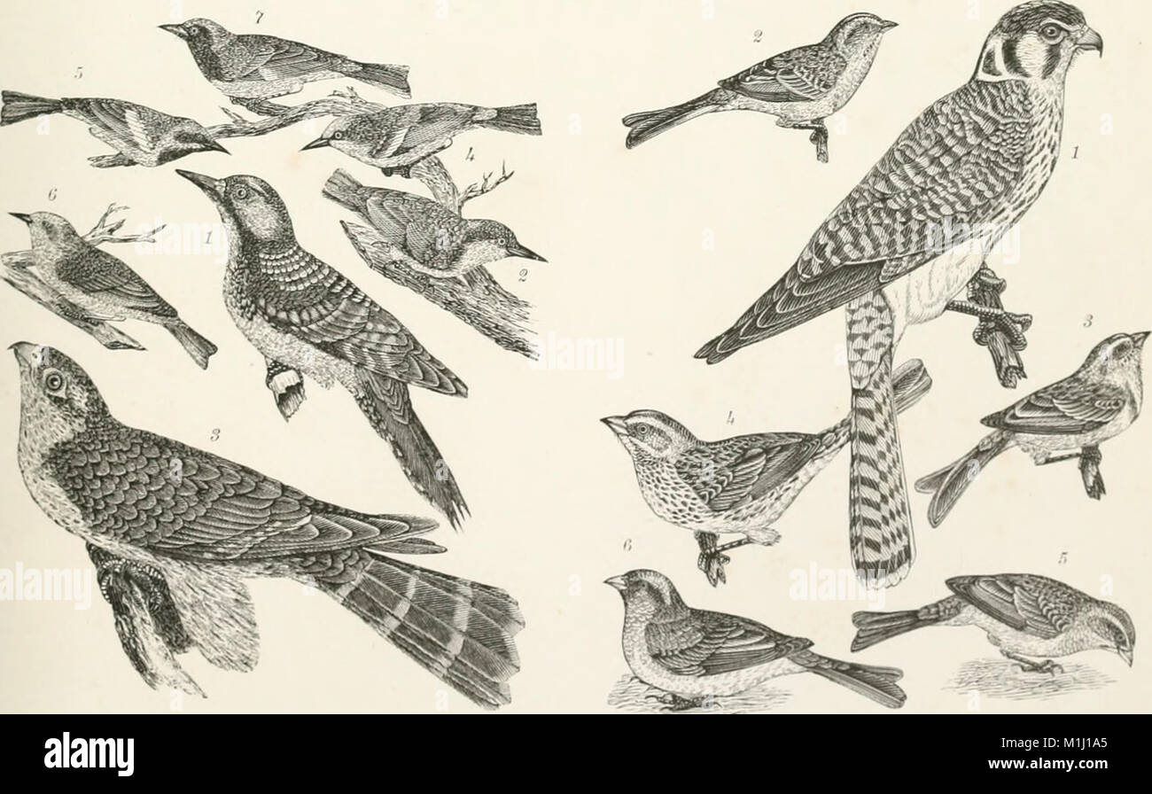 American ornithology, or, The natural history of the birds of the ...