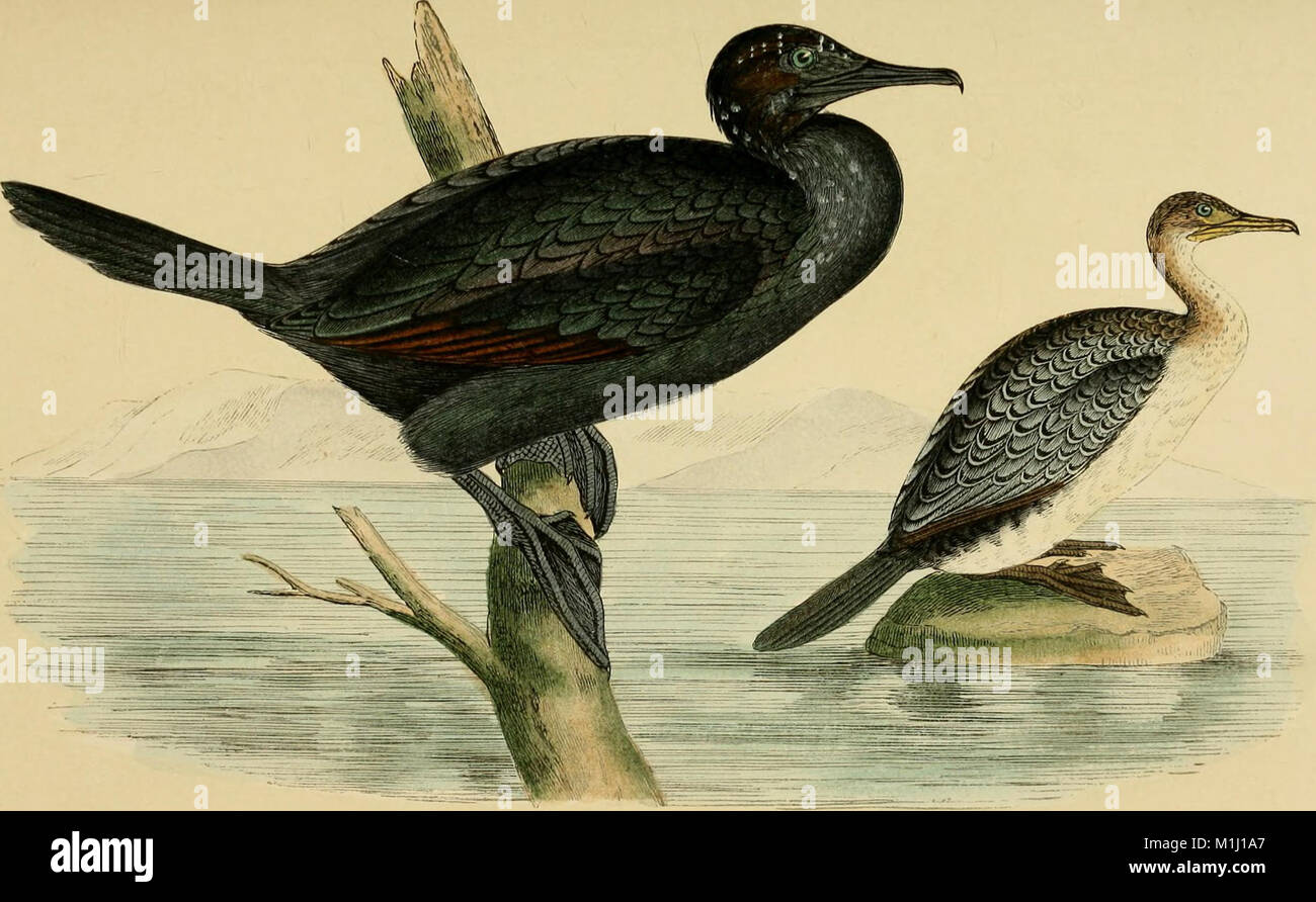 This 1862 history details the bird species of Europe that do not ...