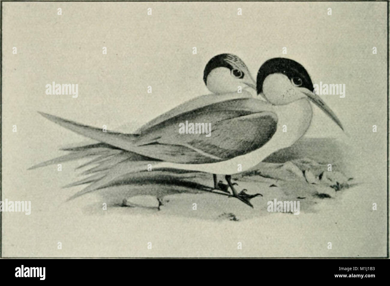 'A Key to the Birds of Australia' (1906) is a comprehensive guide to ...