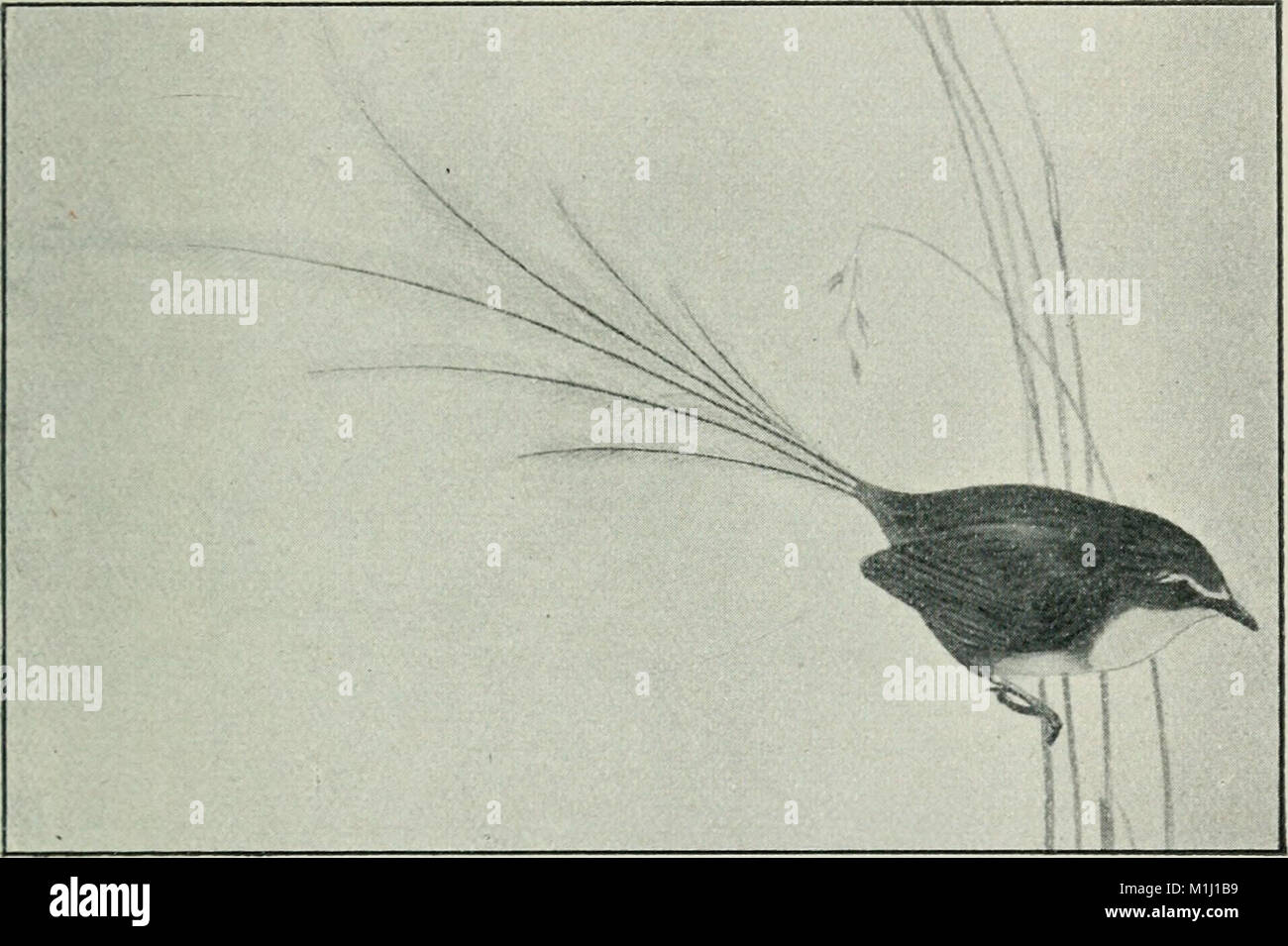 A key to the birds of Australia - with their geographical distribution ...