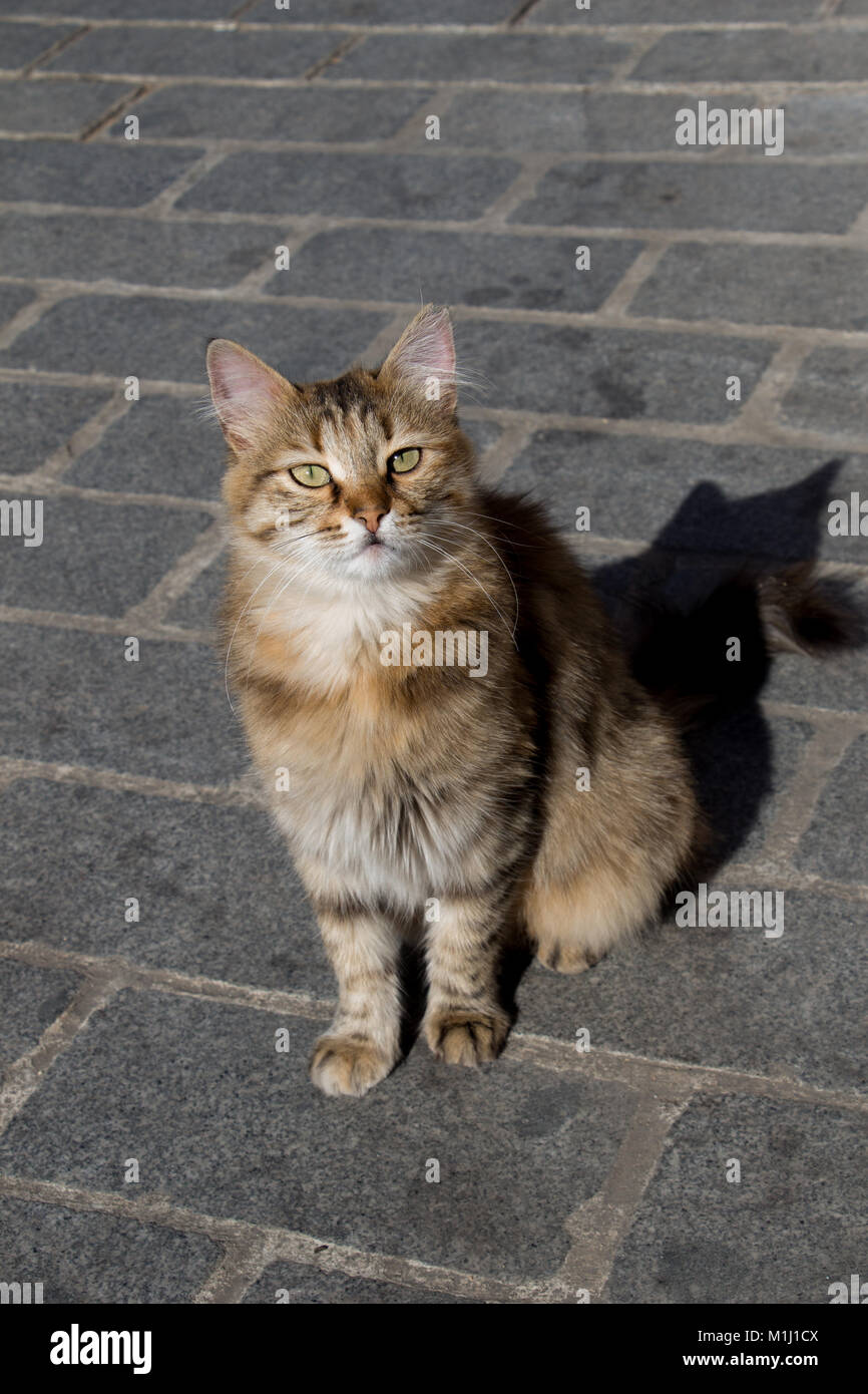 Stray cat seen in the street of the city Stock Photo - Alamy