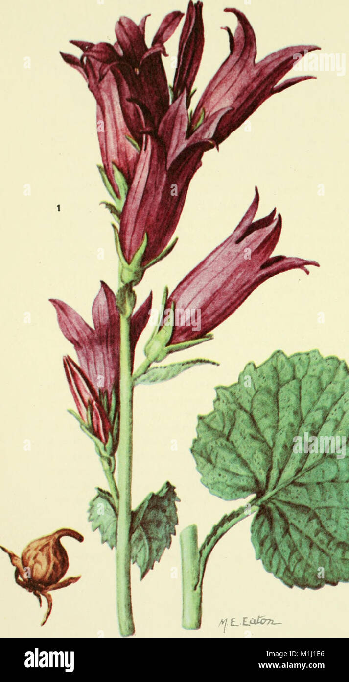 Addisonia, published from 1916 to 1964, featured colored illustrations ...