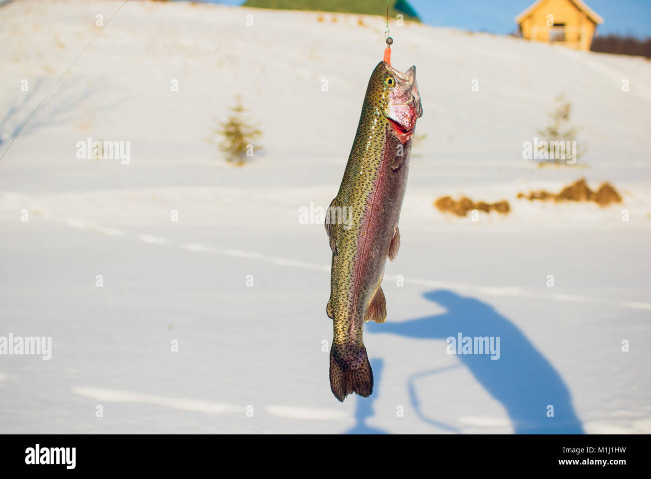 A fisherman's success on a cold winter's day on top of a frozen lake ...