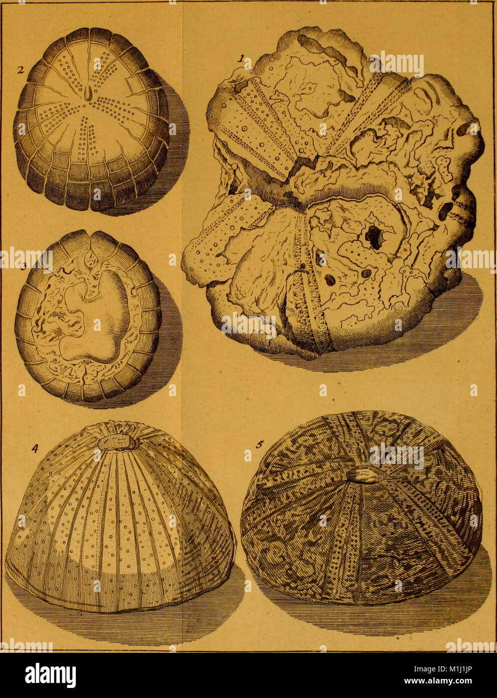 'Additamenta ad Jacob Theodor Klein Naturalem Dispositionim ...