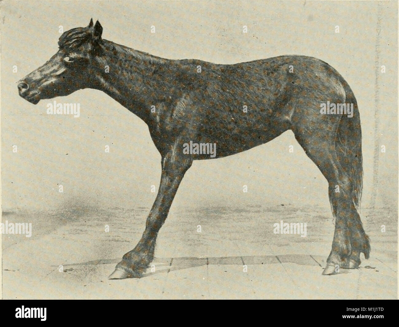 This 1914 book provides a practical guide on animal castration for ...