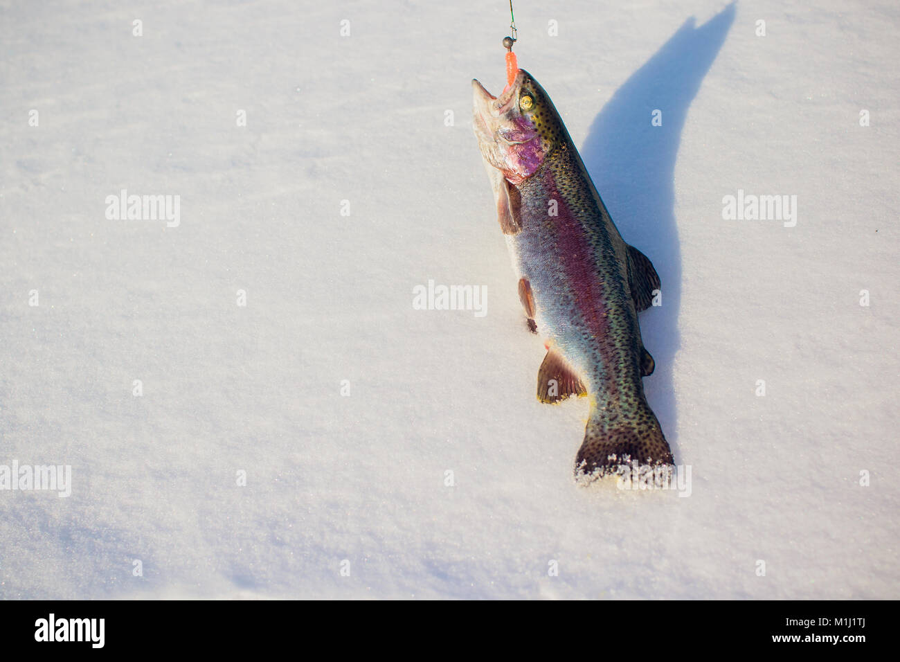 A fisherman's success on a cold winter's day on top of a frozen lake ...
