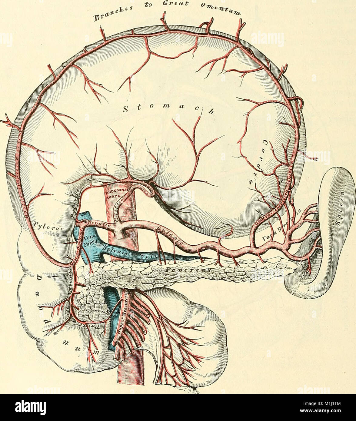 The 1897 'Anatomy, Descriptive and Surgical' provides detailed ...