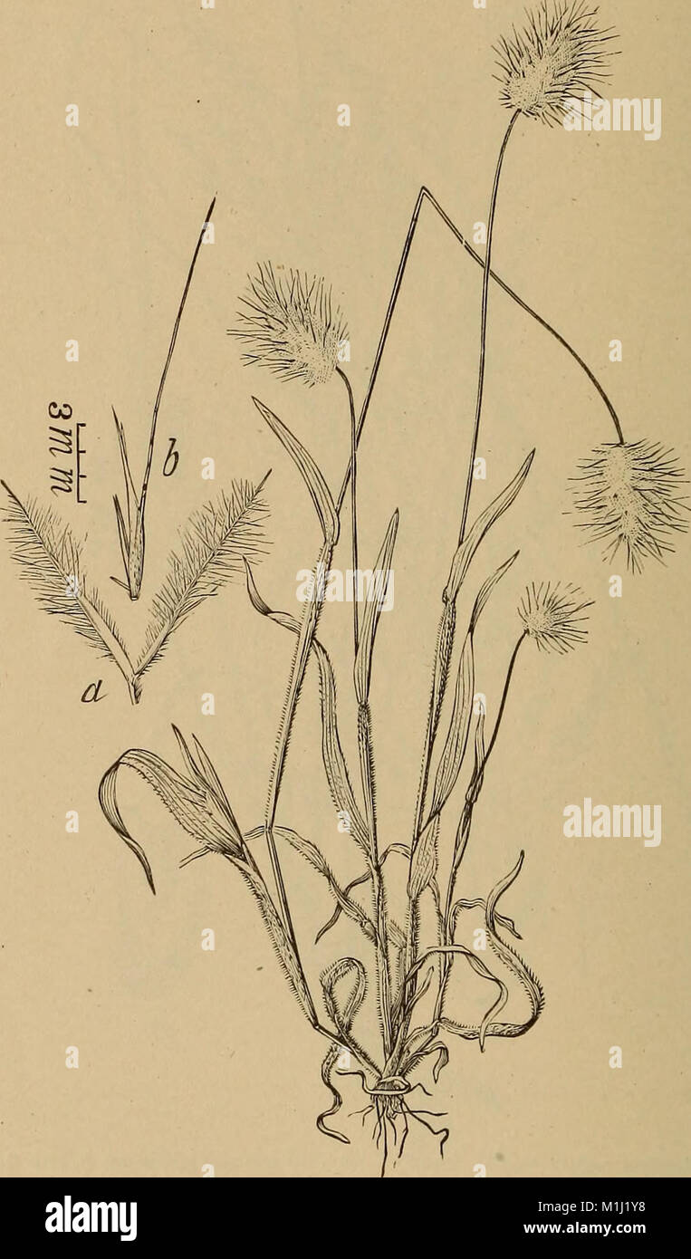 'American Grasses' (1897) is a botanical guide dedicated to the ...