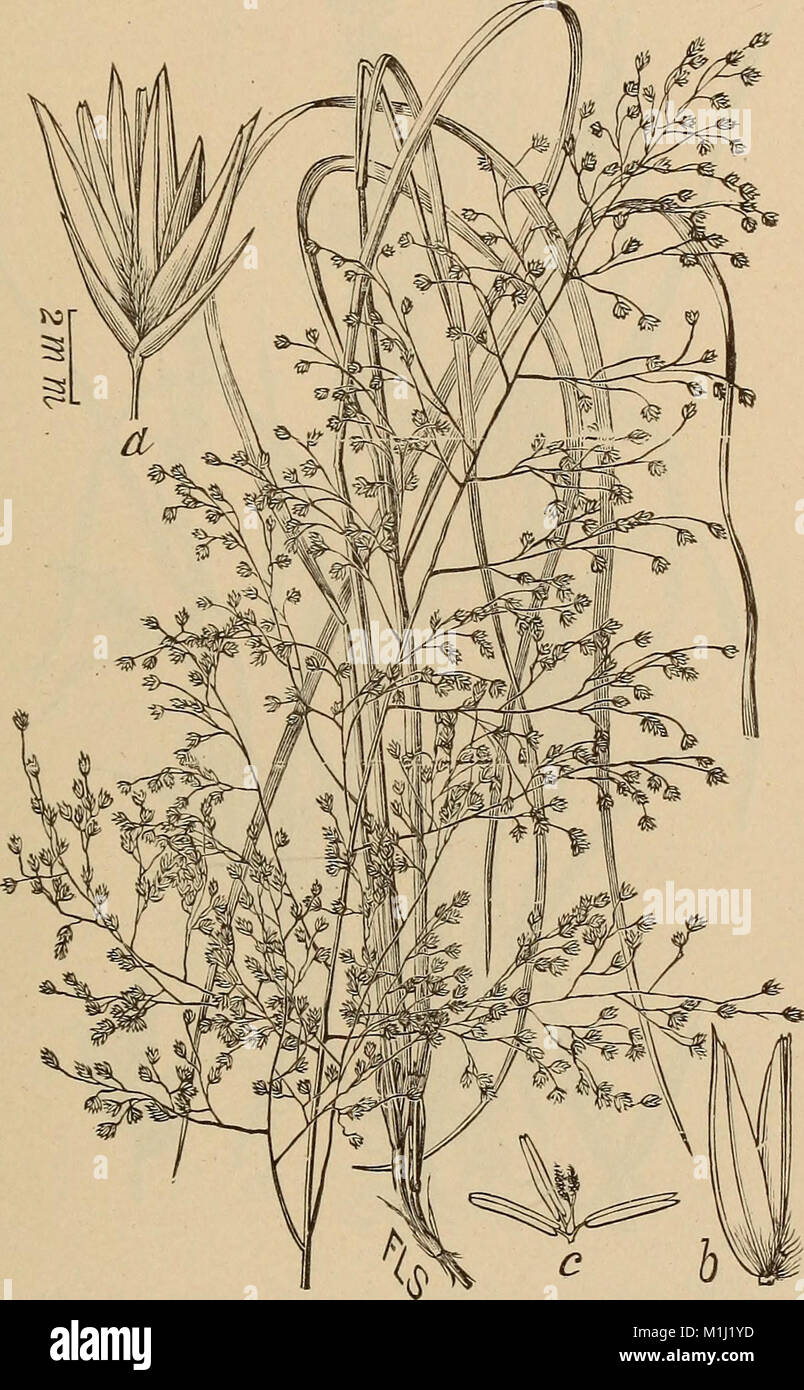 *American Grasses* (1897) is a comprehensive guide to the ...
