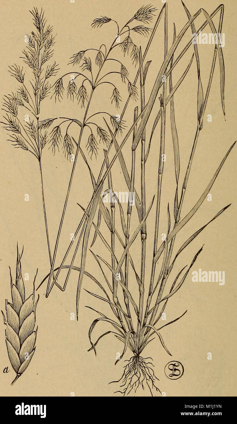 Native american agriculture archive hi-res stock photography and images ...