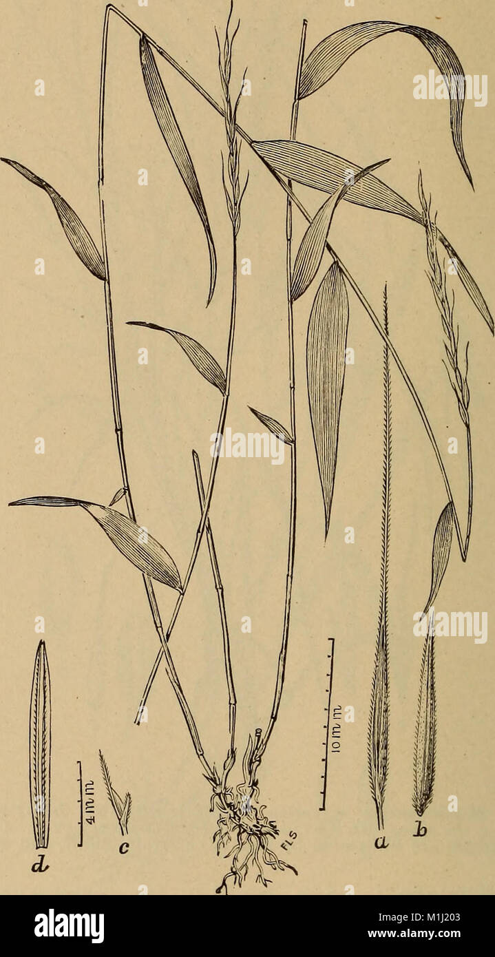 This work, published in 1897, details various species of American ...