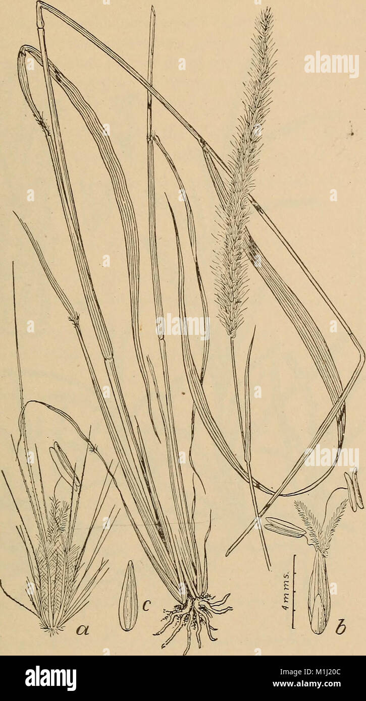 This 1897 publication covers the identification and classification of ...